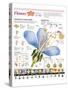 'Infographic of the Flower Parts and their Classification. Pollination ...
