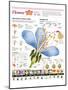 'Infographic of the Flower Parts and their Classification. Pollination ...