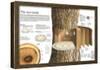 'Infographic of the Parts of a Tree Trunk and How it Grows' Prints ...