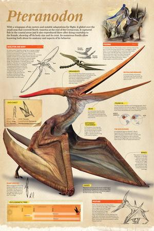 'Infographic of the Pteranodon, That Glided over the Small Seas (End of ...