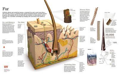 'Infographic of the Skin and Coat Types of Mammals' Print | AllPosters.com
