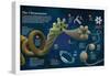 'Infographic of the Structure and Function of Chromosomes' Posters ...