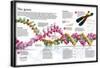 'Infographic of the Structure of Dna and the Mechanism of Genetic ...