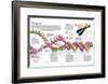 'Infographic of the Structure of Dna and the Mechanism of Genetic ...