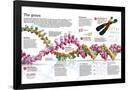 'Infographic of the Structure of Dna and the Mechanism of Genetic ...