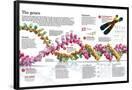 'Infographic of the Structure of Dna and the Mechanism of Genetic ...