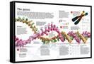 'Infographic of the Structure of Dna and the Mechanism of Genetic ...