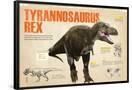 'Infographic of the Tyrannosaurus Rex, a Carnivorous Dinosaur from the ...