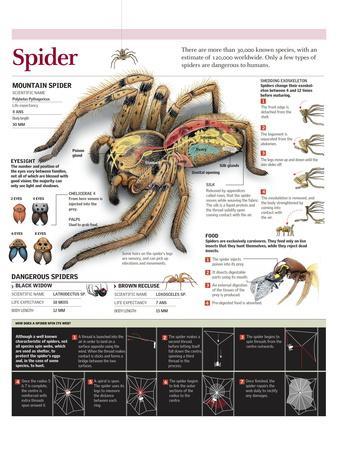 'Infographic on the Anatomy and Diet of Spiders and How They Spin their ...