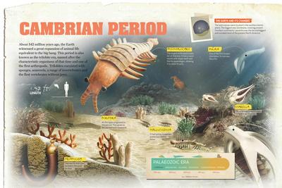 'Infographic on the Cambrian Period of the Palaeozoic Era' Poster ...