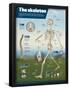 Infographic on the Human Skeleton. Detail of the Main Bones and ...