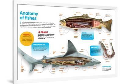 Cartilaginous Fish Cartilaginous Fish, Pre Historic Life