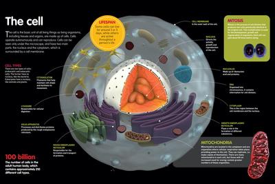 'Infographic Where the Parts of a Cell are Described, its Types and its ...