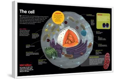 'Infographic Where the Parts of a Cell are Described, its Types and its ...
