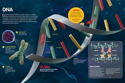'Infographic Where the Structure of Dna and its Composition are ...