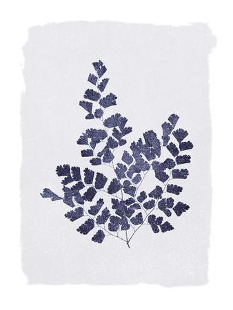 'Ink Leaves' Giclee Print - The Vintage Collection | AllPosters.com