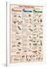 'Insect Identification Educational Science Chart Poster' Prints ...