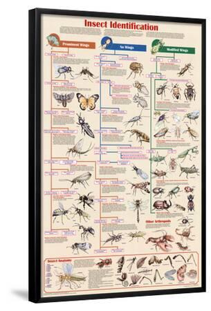 'Insect Identification Educational Science Chart Poster' Prints ...