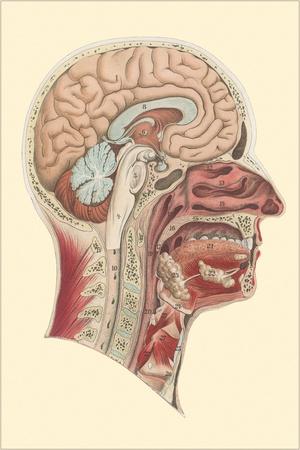 'Interior of the Cranium and Neck, Side View' Giclee Print - Found ...