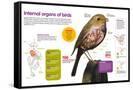 Internal organs of birds. Photographic Print | AllPosters.com