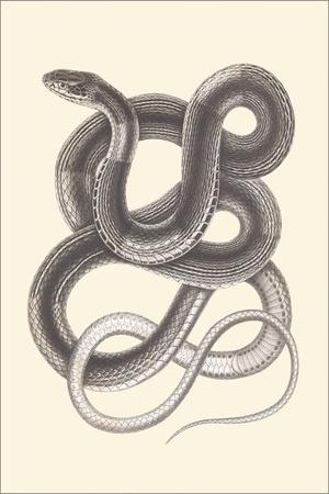 'Intertwined Snake' Print | AllPosters.com
