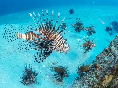 'Invasive Lionfish, Destin, Florida, USA' Photographic Print - Shane ...