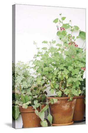 'Lavish Leaves' Stretched Canvas Print - Irene Suchocki | AllPosters.com