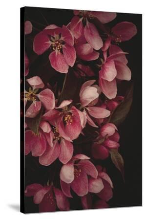 Powerful Petals Stretched Canvas Print - Irene Suchocki | AllPosters.com