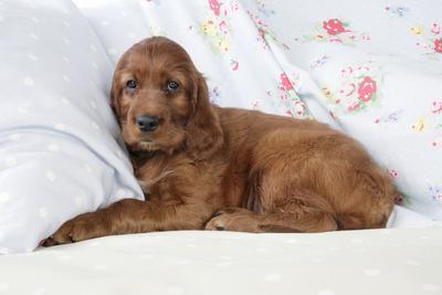 Irish Setter Puppy Lying Down on Pillow Photographic Print | AllPosters.com