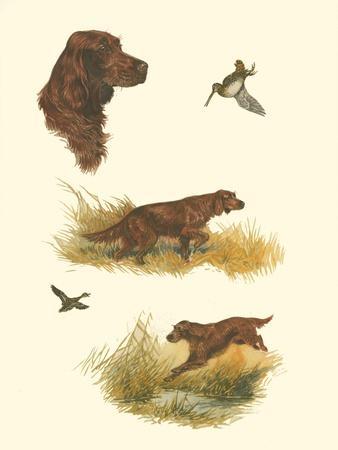 English Setter Pointing Drawing
