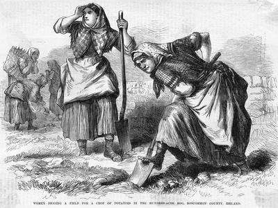 'Irish Women Digging up Potatoes' Giclee Print | AllPosters.com