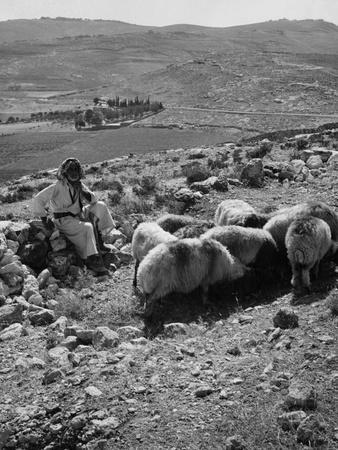 'Israeli Shepherd' Photographic Print | AllPosters.com