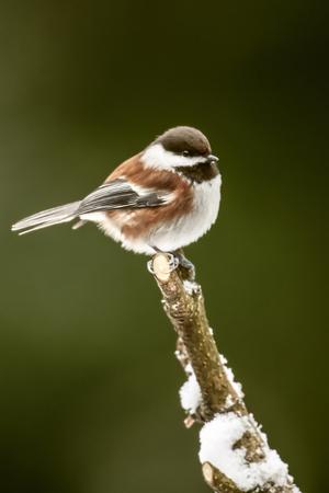 'Issaquah, Washington State. Chestnut-backed chickadee perched on newly ...