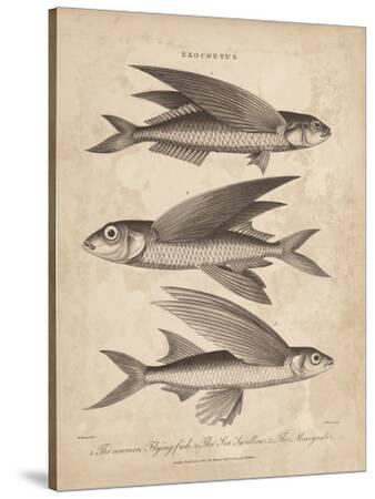 'Exocoetus' Stretched Canvas Print - J Pass | AllPosters.com