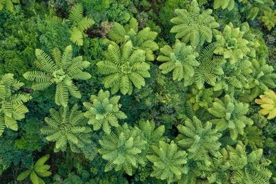 'Punga Trees from Above' Photographic Print - Jack Burden | AllPosters.com
