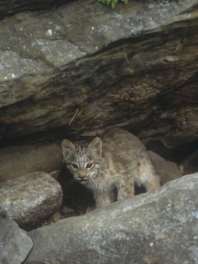 Affordable Canadian Lynx Posters for sale at AllPosters.com