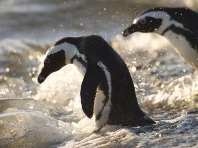 'Jackass Penguin (African Penguin) (Spheniscus Demersus), Cape Town ...