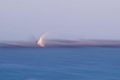 'Errant Wings' Photographic Print - Jacob Berghoef | AllPosters.com