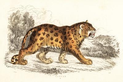 'Jaguar, Panthera onca (Felis onca). Handcoloured steel engraving by ...