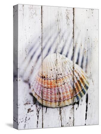 Nantucket Shells II Stretched Canvas Print - James Guilliam ...