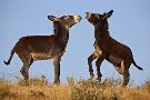 'Two Young Wild Burro (Donkey) (Equus Asinus) (Equus Africanus Asinus ...