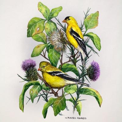 'Amber Goldfinch' Prints - James Harris | AllPosters.com