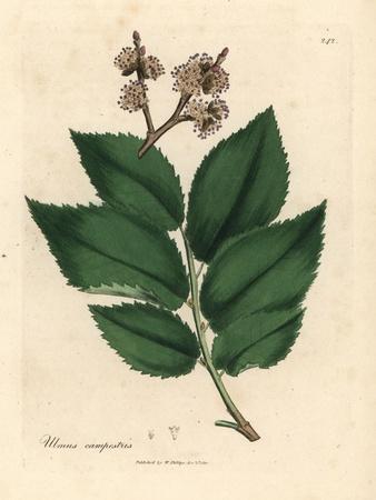 Common Elm Tree, Ulmus Campestris Giclee Print - James Sowerby ...