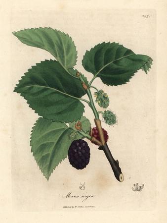 Common Mulberry Tree, Morus Nigra Giclee Print - James Sowerby ...