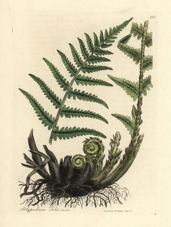 'Male Polypody Fern, Polypodium Filix Mas' Giclee Print - James Sowerby ...