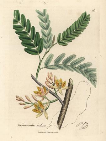 'Yellow Flowered Tamarind Tree, Tamarindus Indica' Giclee Print - James ...