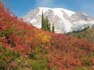 'USA, Washington State, Mount Rainier National Park. Fall Color and ...