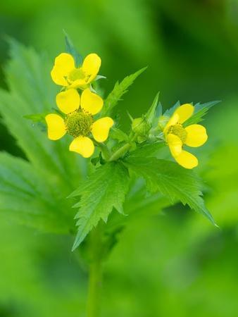 Washington State, Central Cascades. Common cinquefoil with new yellow ...
