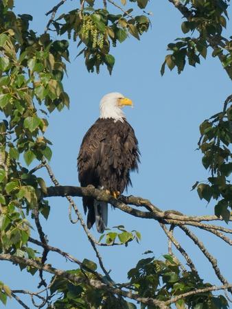 Washington State, Juanita Bay Park. American bald eagle standing on ...
