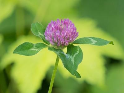 Washington State, Tiger Mountain. Red clover flower with green leaves ...